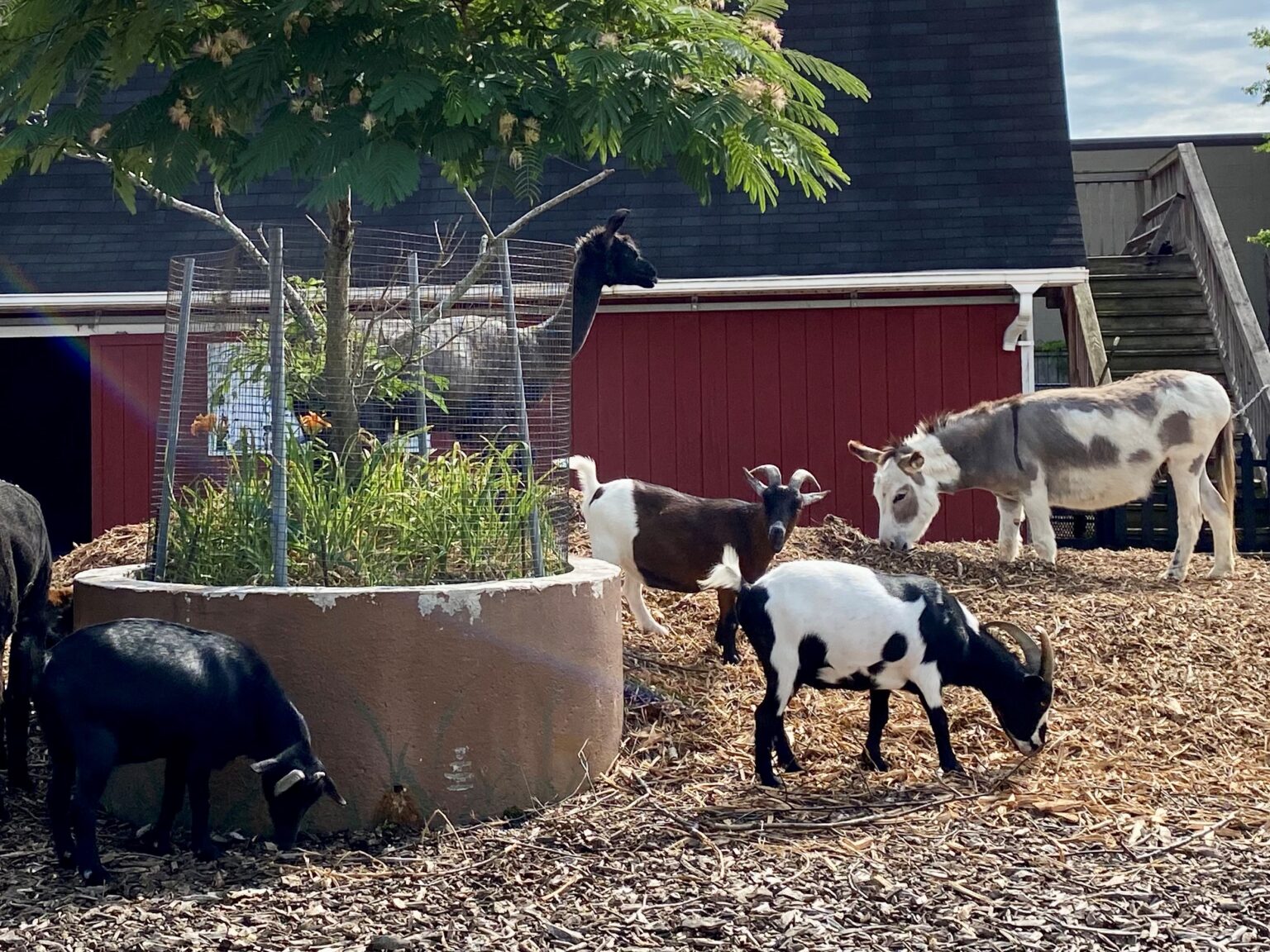 Barnyard & Petting Zoo
